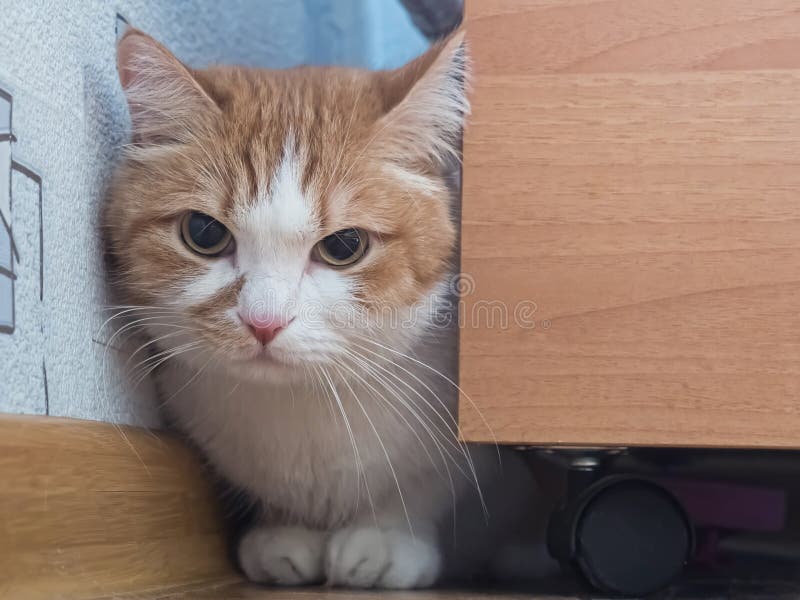 Sad cat stock photo. Image of animal, eyes, domestic - 41060318