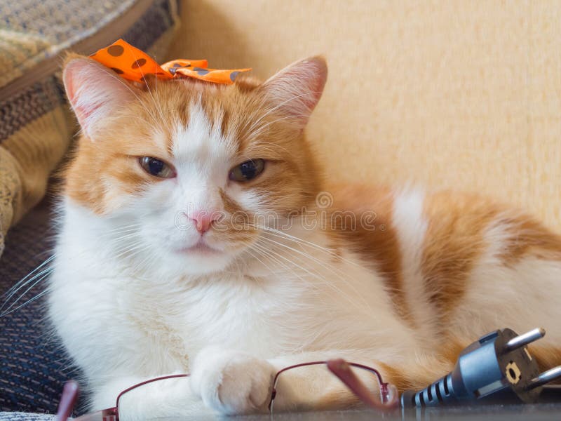 Sad cat stock image. Image of disease, ipad, expression - 41060379