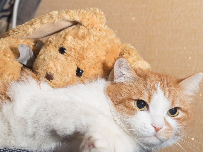 Sad cat stock photo. Image of cute, opened, lost, animal - 41060322