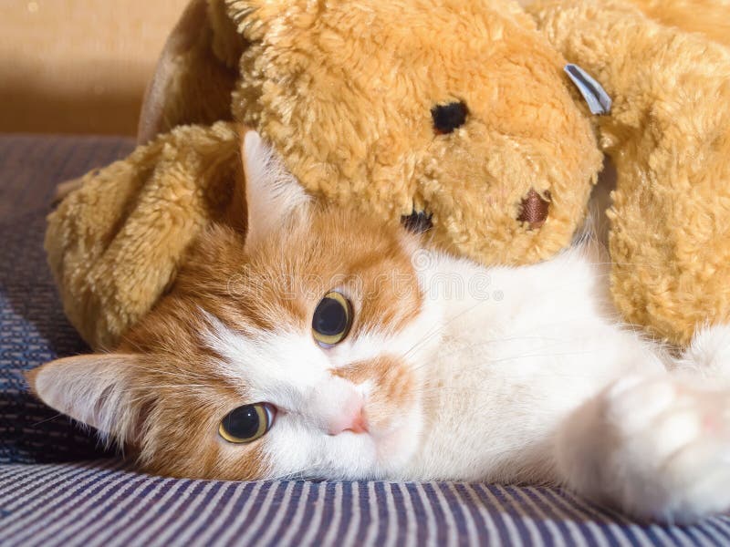 Sad cat stock photo. Image of pain, expression, humane - 41060326