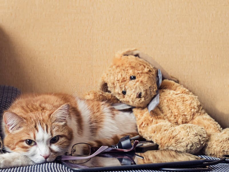 Sad cat stock photo. Image of homeless, opened, cute - 39250508