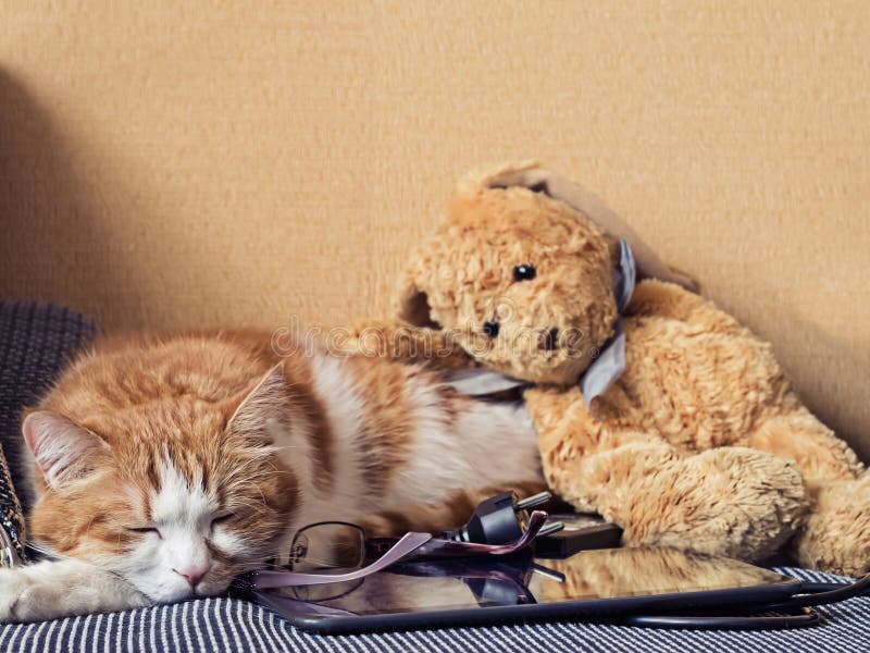 Sad cat stock photo. Image of cats, homeless, looking - 41060394