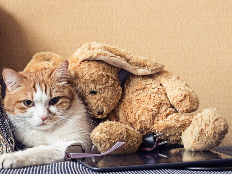Sad cat stock photo. Image of glasses, cruelty, depression - 41060396