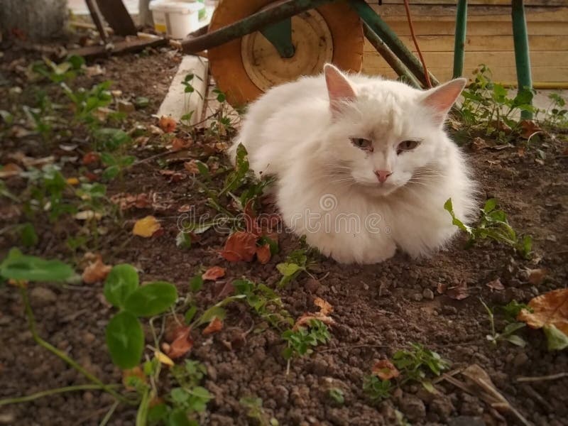 Sad cat stock photo. Image of ground, white, dirty, animal - 123068308
