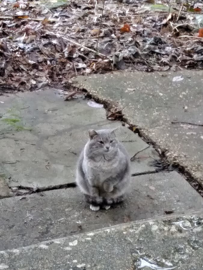 Sad cat sitting stock photo. Image of sitting, hurt - 169043436