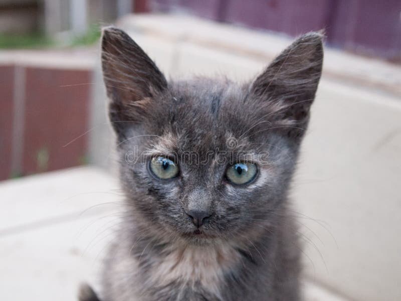 Sad Cat stock photo. Image of eyes, tomcat, green, soft - 77534582