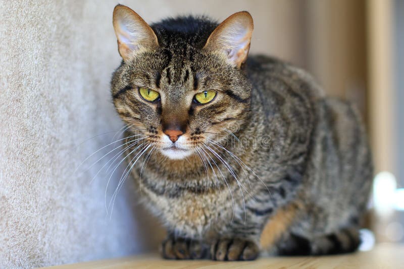 Sad cat stock photo. Image of snout, animal, asian, kitty - 50176170