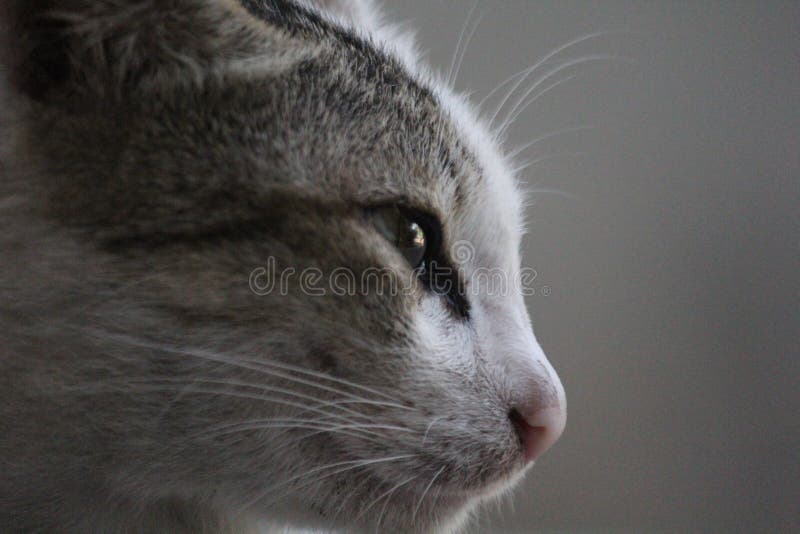 Sad Face stock image. Image of thinking, face, animal - 136660031