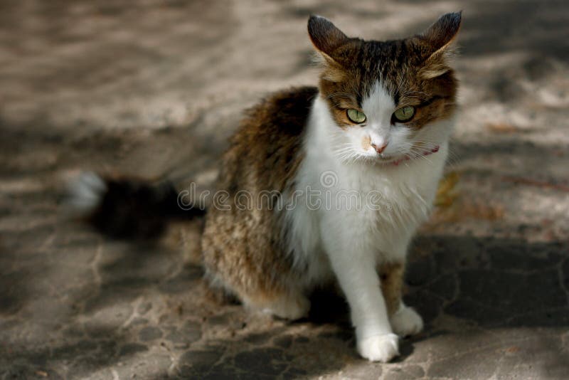 Sad cat stock photo. Image of kitten, weird, hungry, young - 60103174