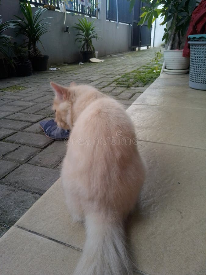 A sad cat waiting someone stock image. Image of anima - 207789571