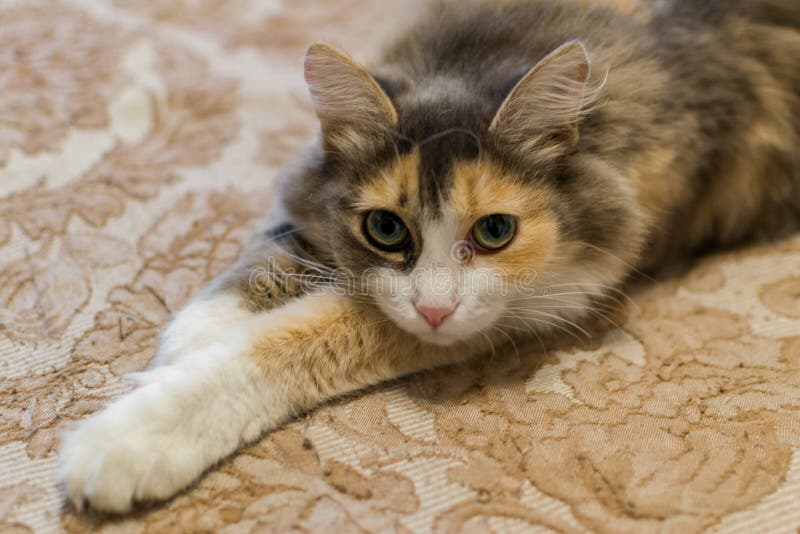 Sad cat looks stock image. Image of domestic, pedigreed - 108531369