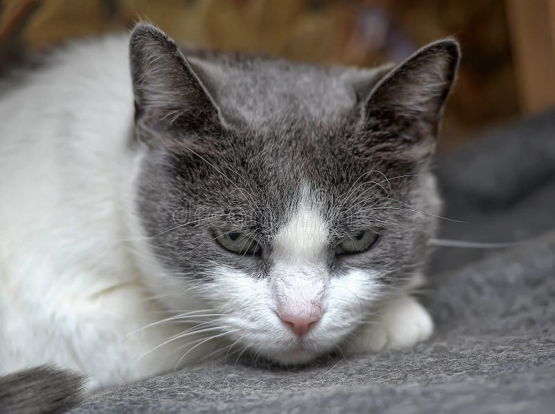 Sad cat stock image. Image of kitten, head, baby, laziness - 54353307