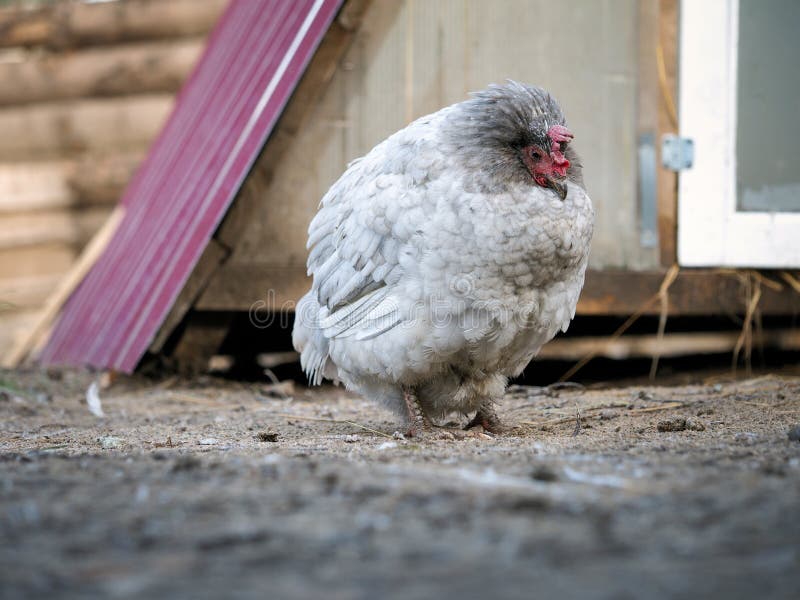 Sad chicken on the farm stock image. Image of infection - 202156311