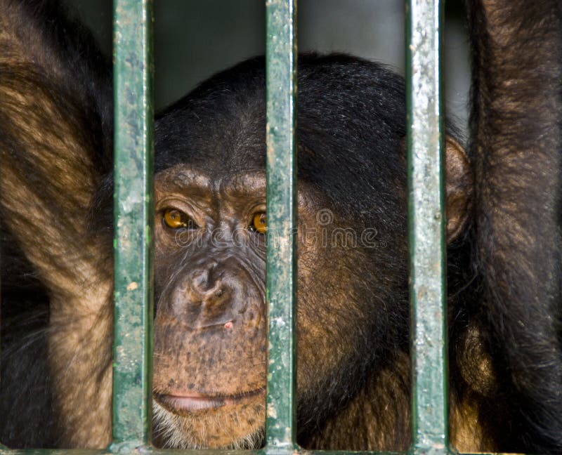 Sad Chimp stock image. Image of nature, look, chimpanzee - 14913617