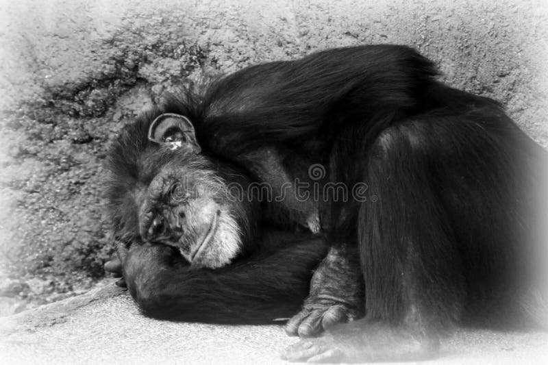 Sad chimp resting stock image. Image of emotions, chimp - 40791303