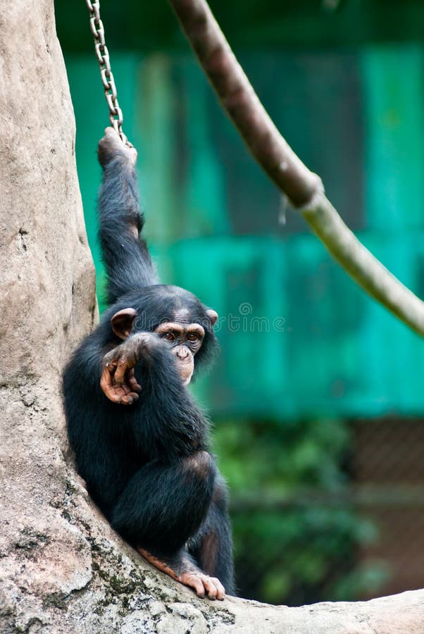 Sad chimpanzee stock image. Image of congo, hairy, african - 16684913