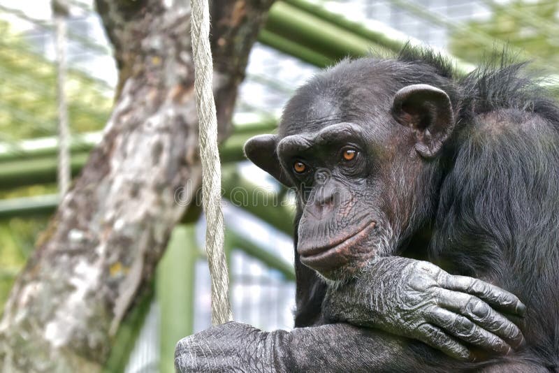 Sad chimpanzee stock image. Image of hominoidea, sunny - 27272769