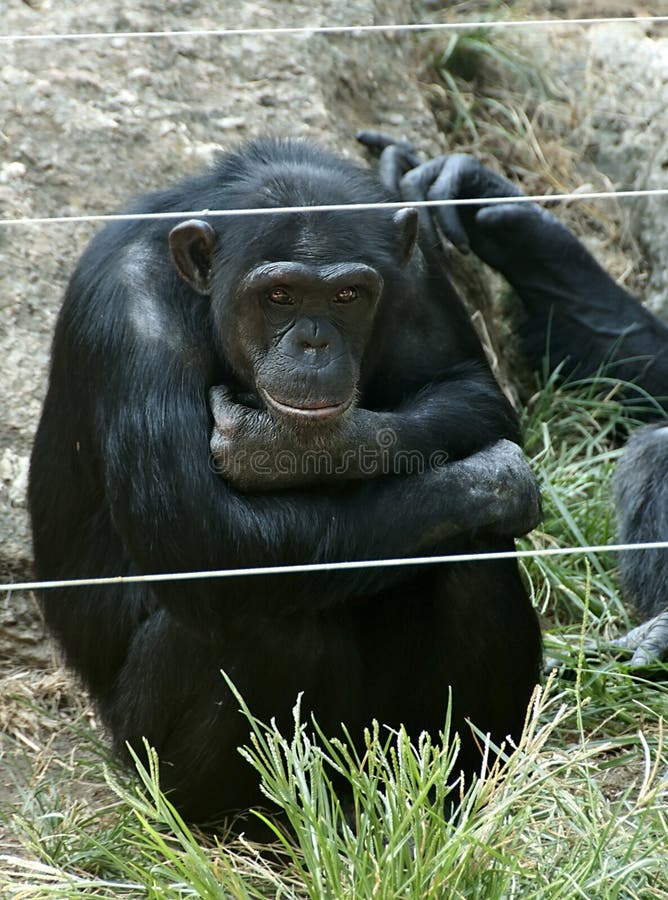 Sad chimpanzee stock photo. Image of africa, portrait - 46811824