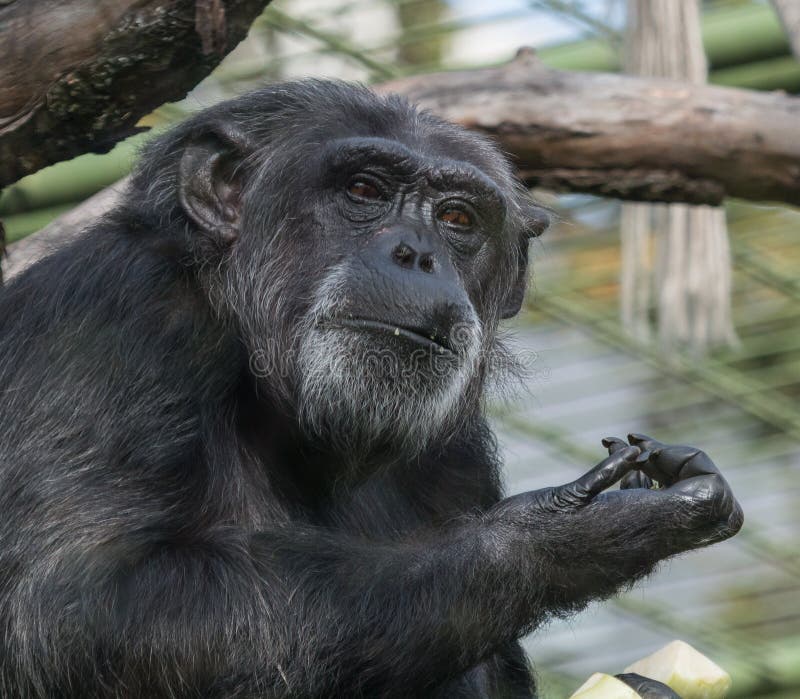 Sad Chimpanzee Portrait stock photo. Image of frustration - 47371318