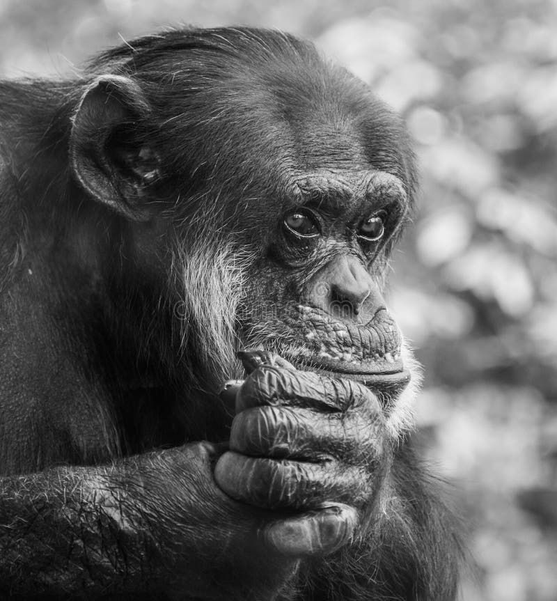 1,049 Sad Chimpanzee Zoo Stock Photos - Free & Royalty-Free Stock ...