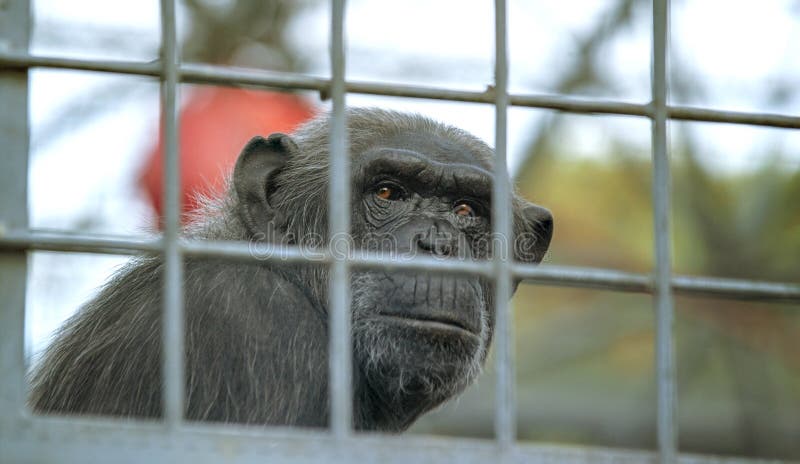 Sad chimpanzee at zoo stock image. Image of looking, hairy - 92776203