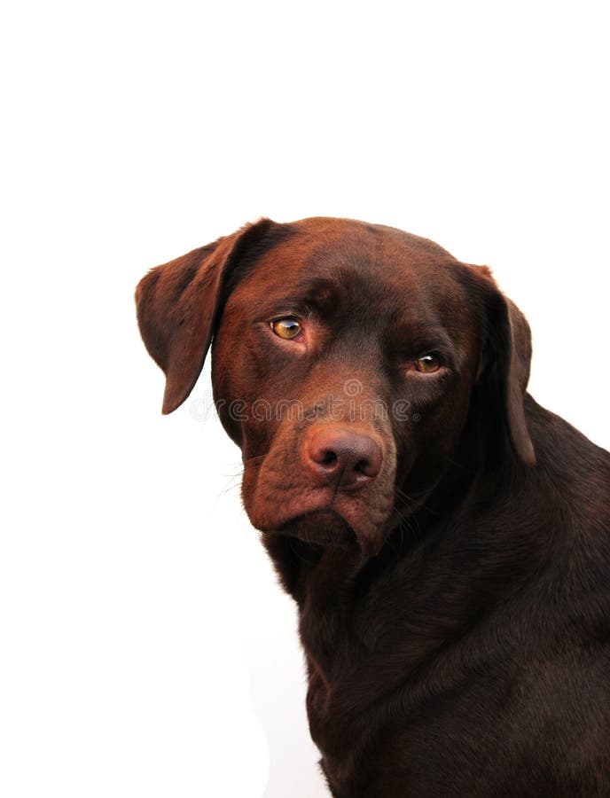 Are Labradors Sad