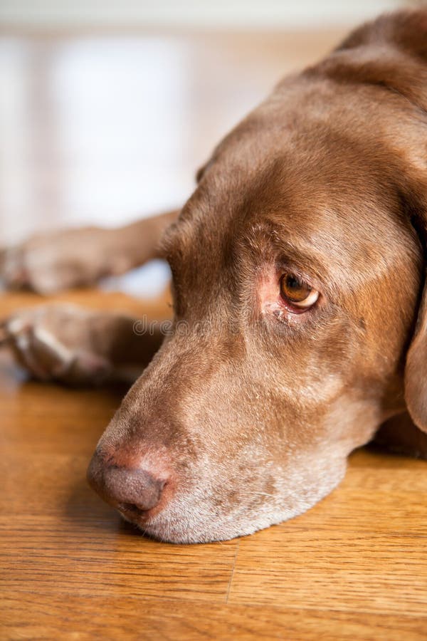 Sad dog stock image. Image of jack, domestic, white, animal - 2116771