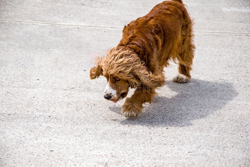A Sad Cocker Spaniel Walks Along the Asphalt Road. a Lonely Dog is ...