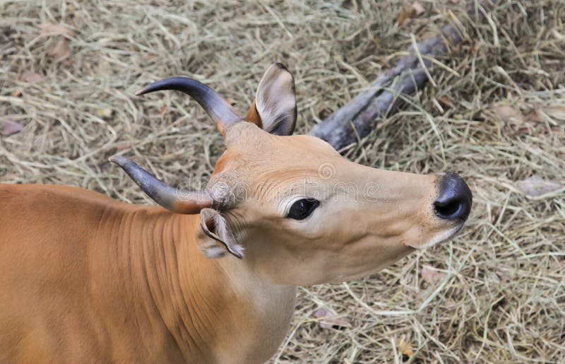 Sad cow stock image. Image of calf, horn, beef, burger - 22041389