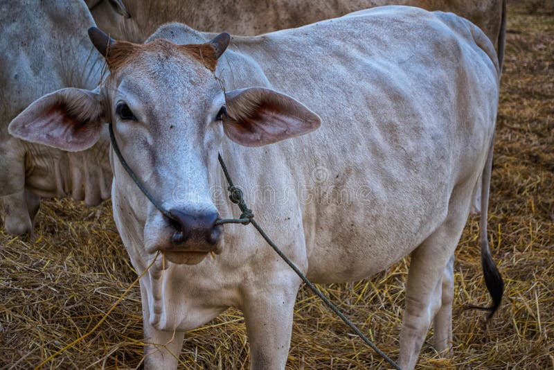 1,000 Sad Cow Stock Photos - Free & Royalty-Free Stock Photos from ...