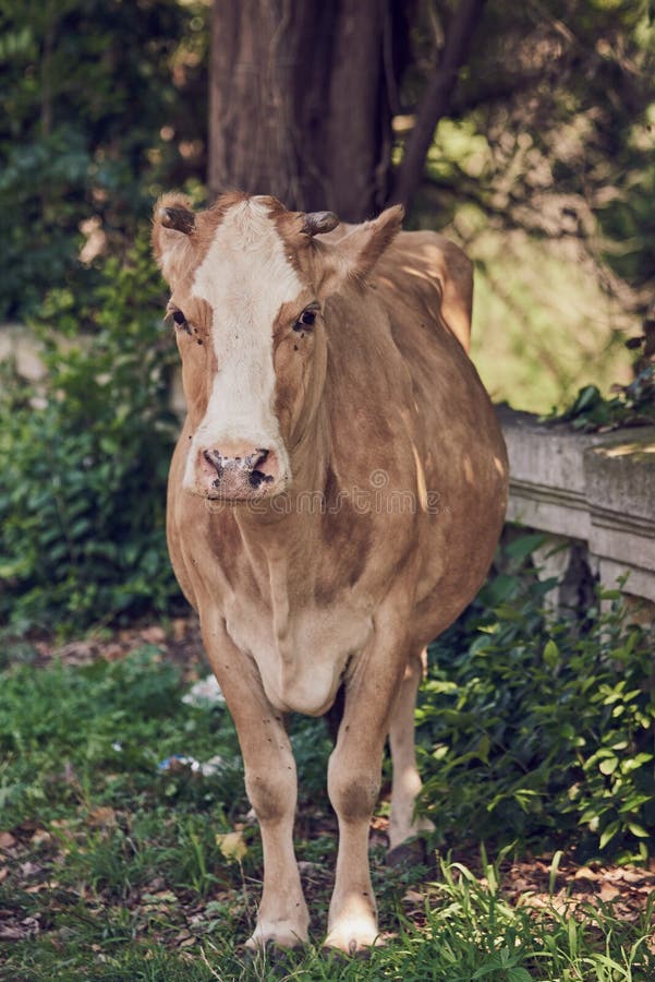 A Sad Brown Cow Under a Tree. Stock Photo - Image of animal, lost ...