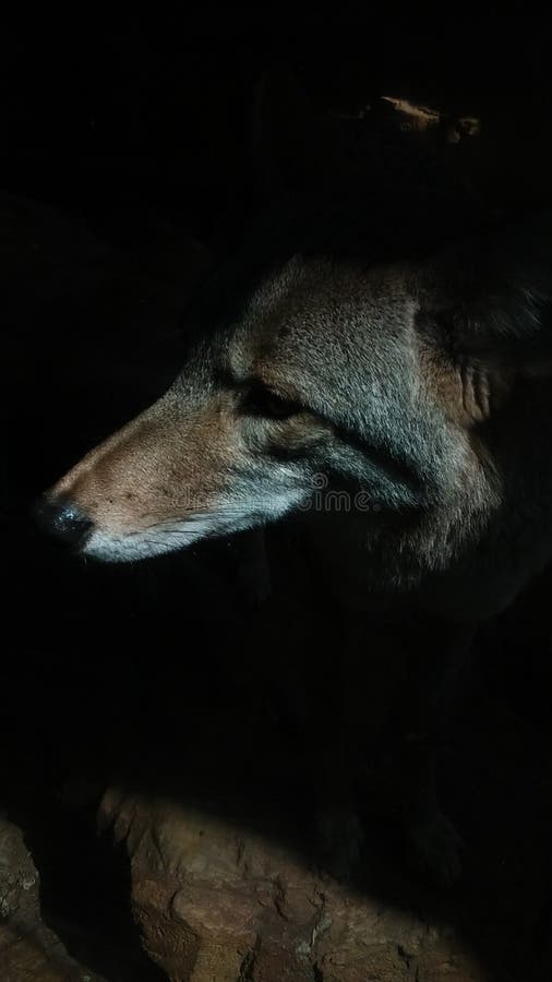 Sad Coyote Stock Photos - Free & Royalty-Free Stock Photos from Dreamstime