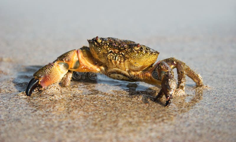 Sad crab stock photo. Image of yellow, looks, thoughtful - 10018776