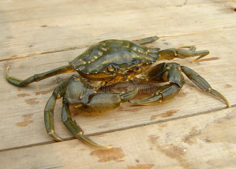 Crab Picture. Image: 13676642