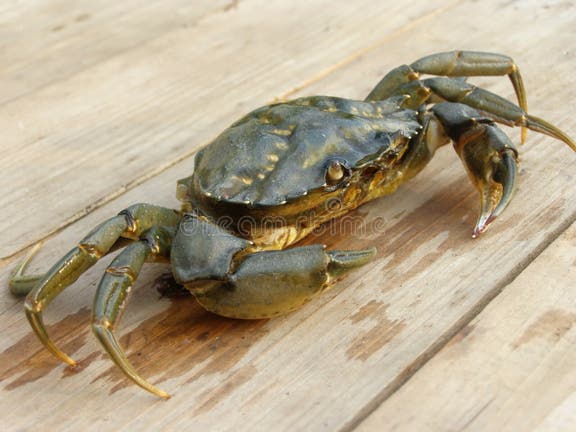 Sad crab stock photo. Image of aquatic, oceanside, macro - 8520102