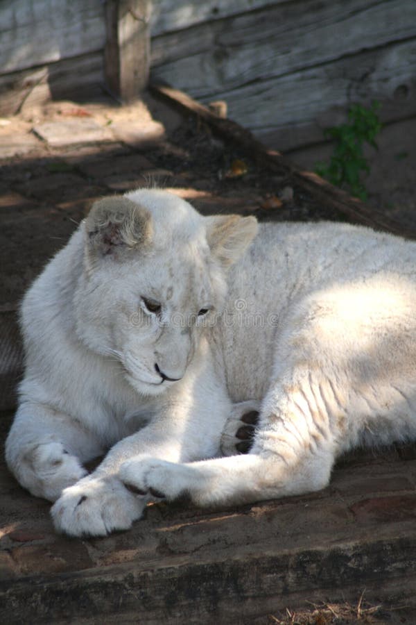 1,507 Sad Lion Stock Photos - Free & Royalty-Free Stock Photos from ...