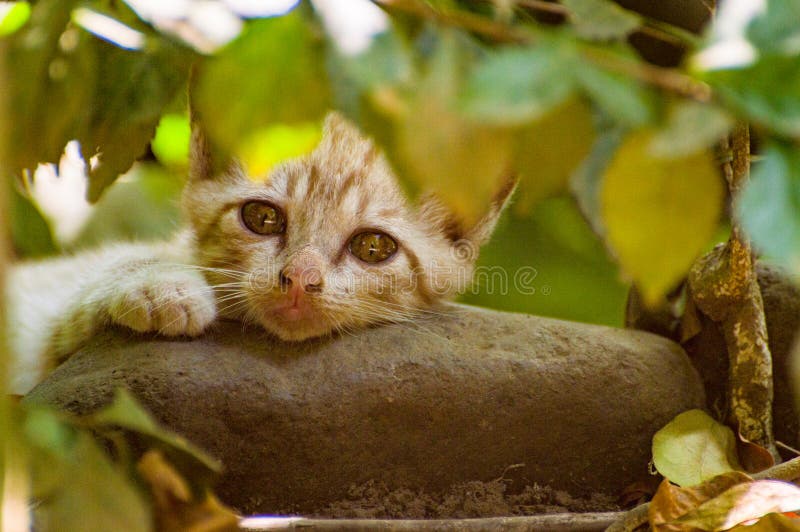 Sad and cute kitten stock image. Image of nature, whiskers - 226400049