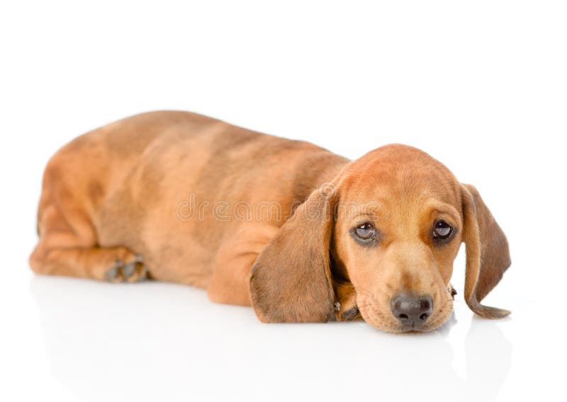1,099 Sad Dachshund Photos - Free & Royalty-Free Stock Photos from ...