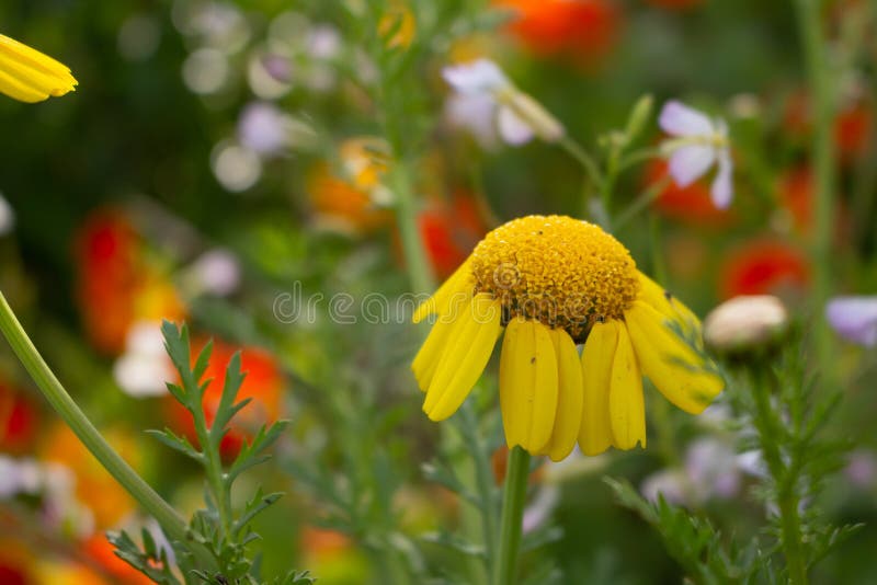 Sad Daisy stock photo. Image of exotic, botanical, beauty - 162443946