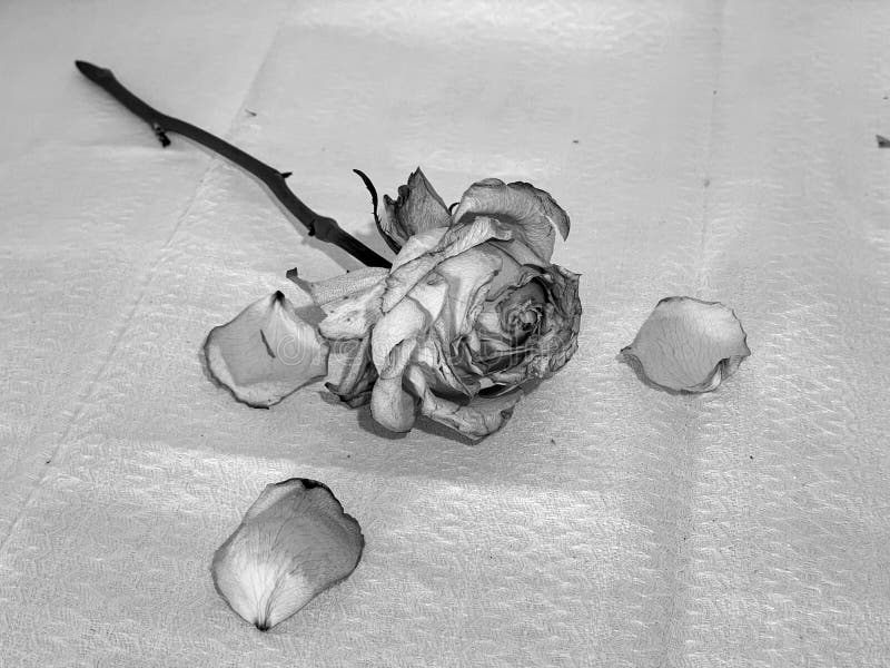 Dry Rose on the White Background, Black and White, Monochrome Stock ...