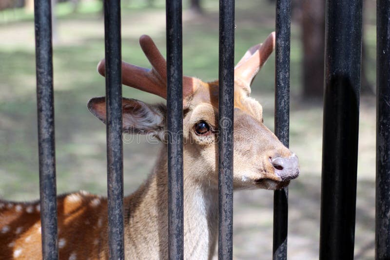 Sad Deer Behind Bars. Sad Eyes Look at Us Stock Image - Image of cage ...