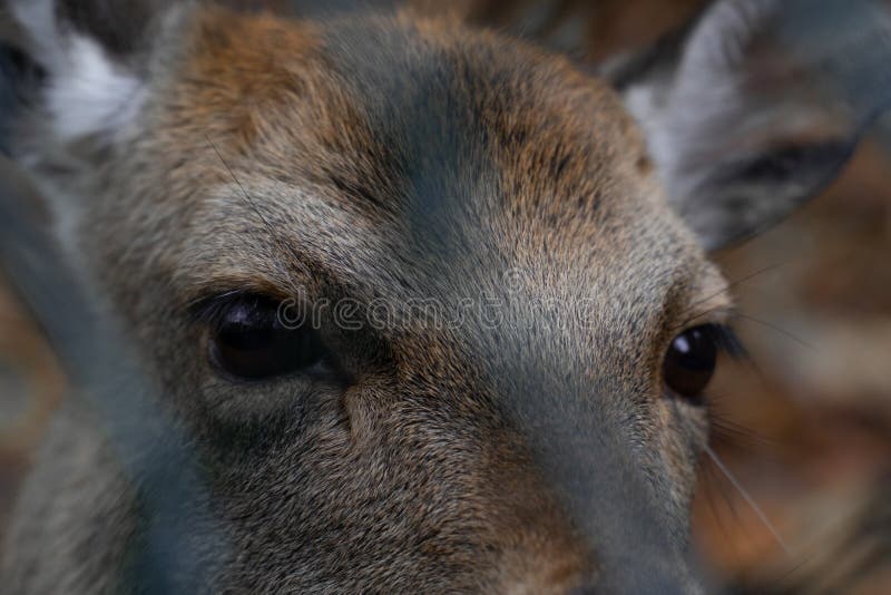 Beautiful Face Of A Sad Deer Behind The Fence Stock Photo - Image of ...