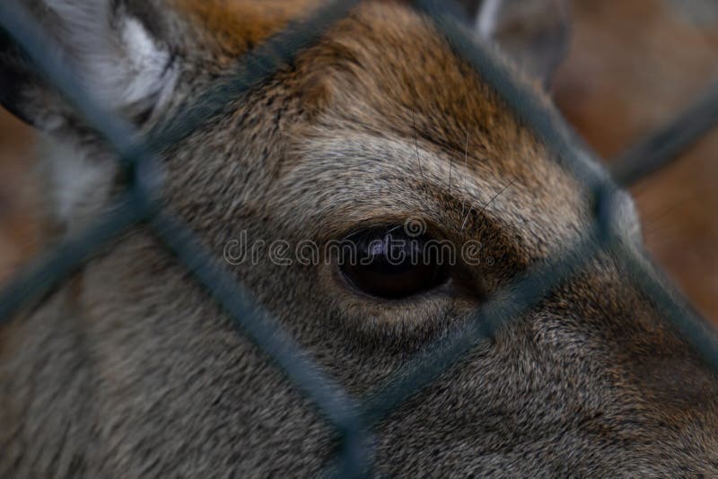 Sad deer behind a fence stock image. Image of life, asia - 174715473