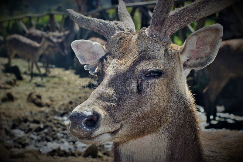 Sad Deer Ranca Upas Indonesia Stock Photo - Image of closeup, indonesia ...