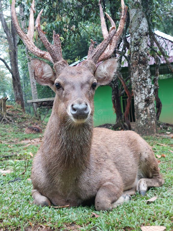A sad deer stock photo. Image of deer, captured, forest - 261875370
