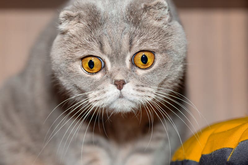 Sad Disappointed Cat with an Expressive Look. Stock Photo - Image of ...