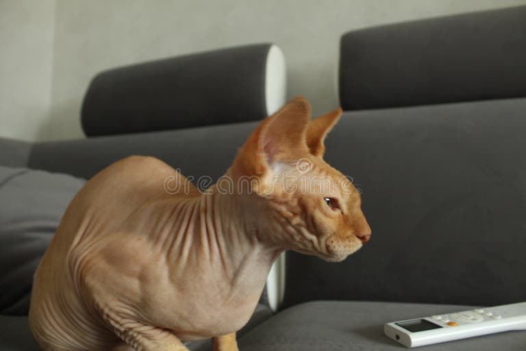 Sad Disgruntled Cat of the Sphynx Breed Side Angle. the Concept of Sad ...