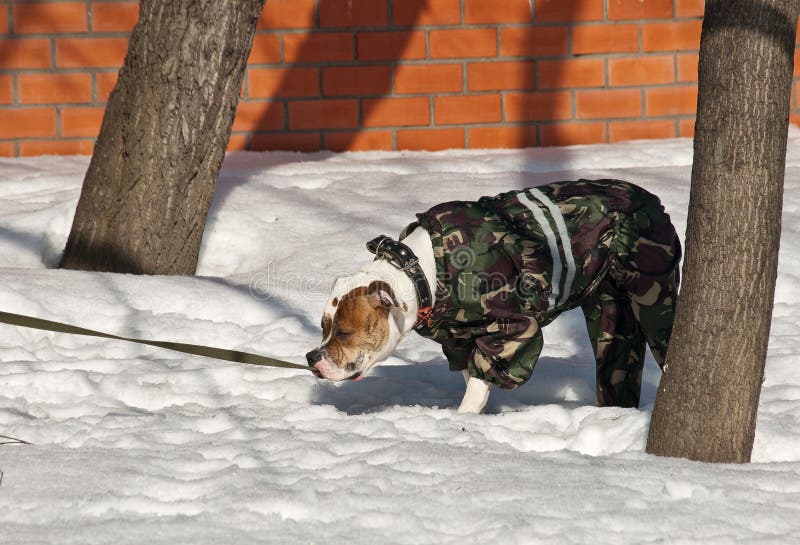 Sad dog stock image. Image of cold, snow, sorry, city - 13600787