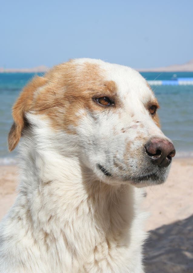 Sad dog stock image. Image of sadness, brown, animals - 14086197
