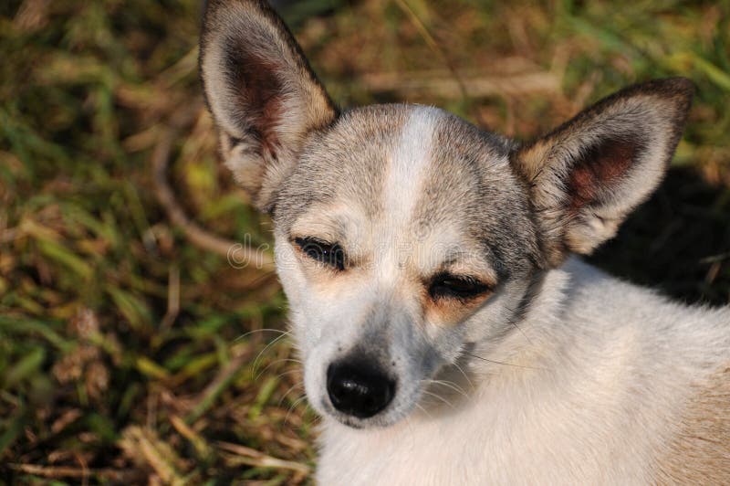 Sad dog stock image. Image of puppy, cute, companion - 14263321
